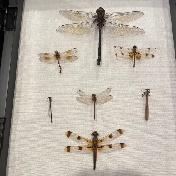 Dragonfly Collection - Etsy