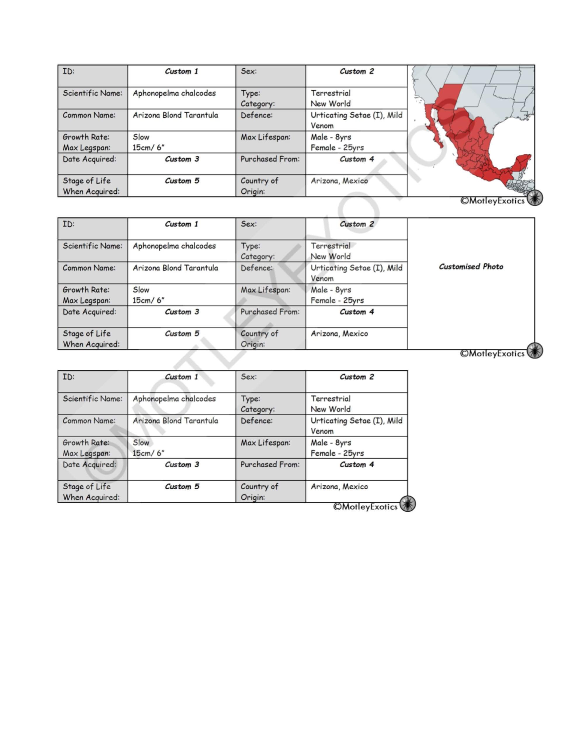Amazonius germani ex. Pseudoclamoris Gigas Orange Tree Spider | Etsy