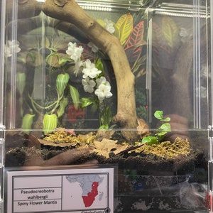 Mantis Vivarium Label With Map Laminated Enclosure Label Exotic Pet ...