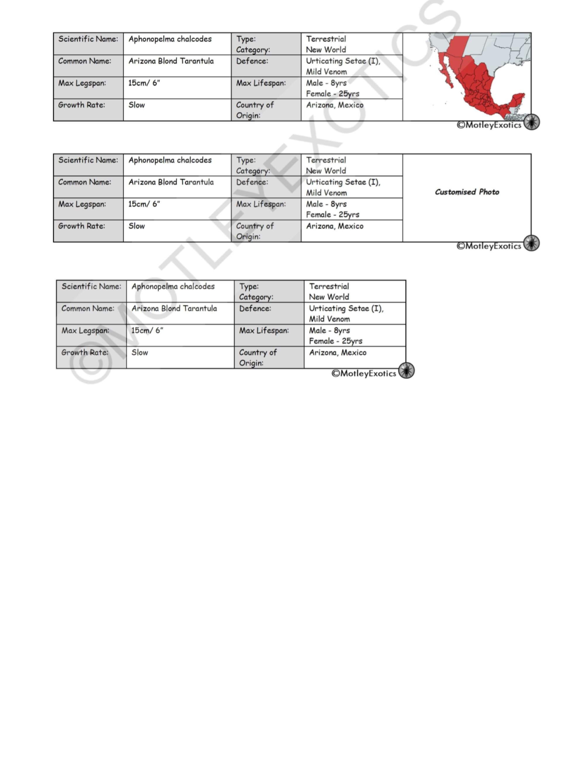 Megaphobema Mesomelas costa Rican Red Leg Tarantula | Etsy