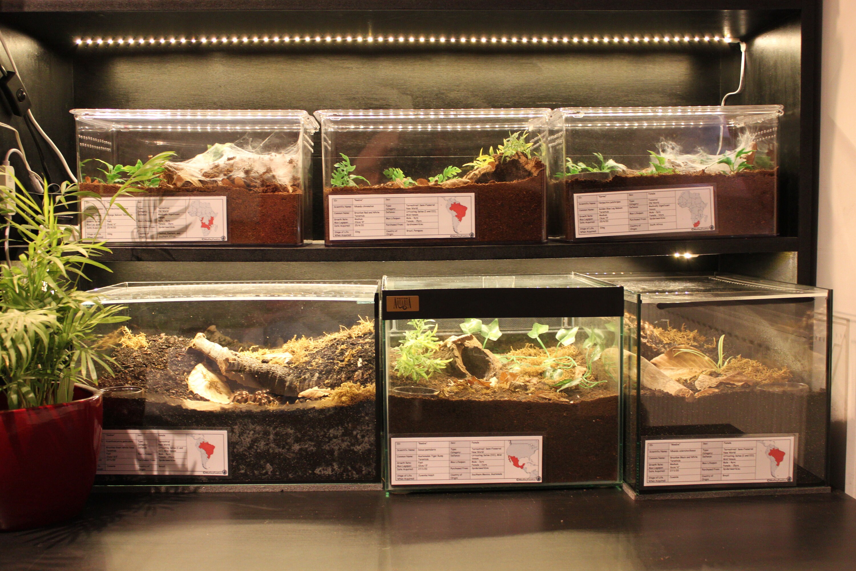 Megaphobema Mesomelas costa Rican Red Leg Tarantula | Etsy