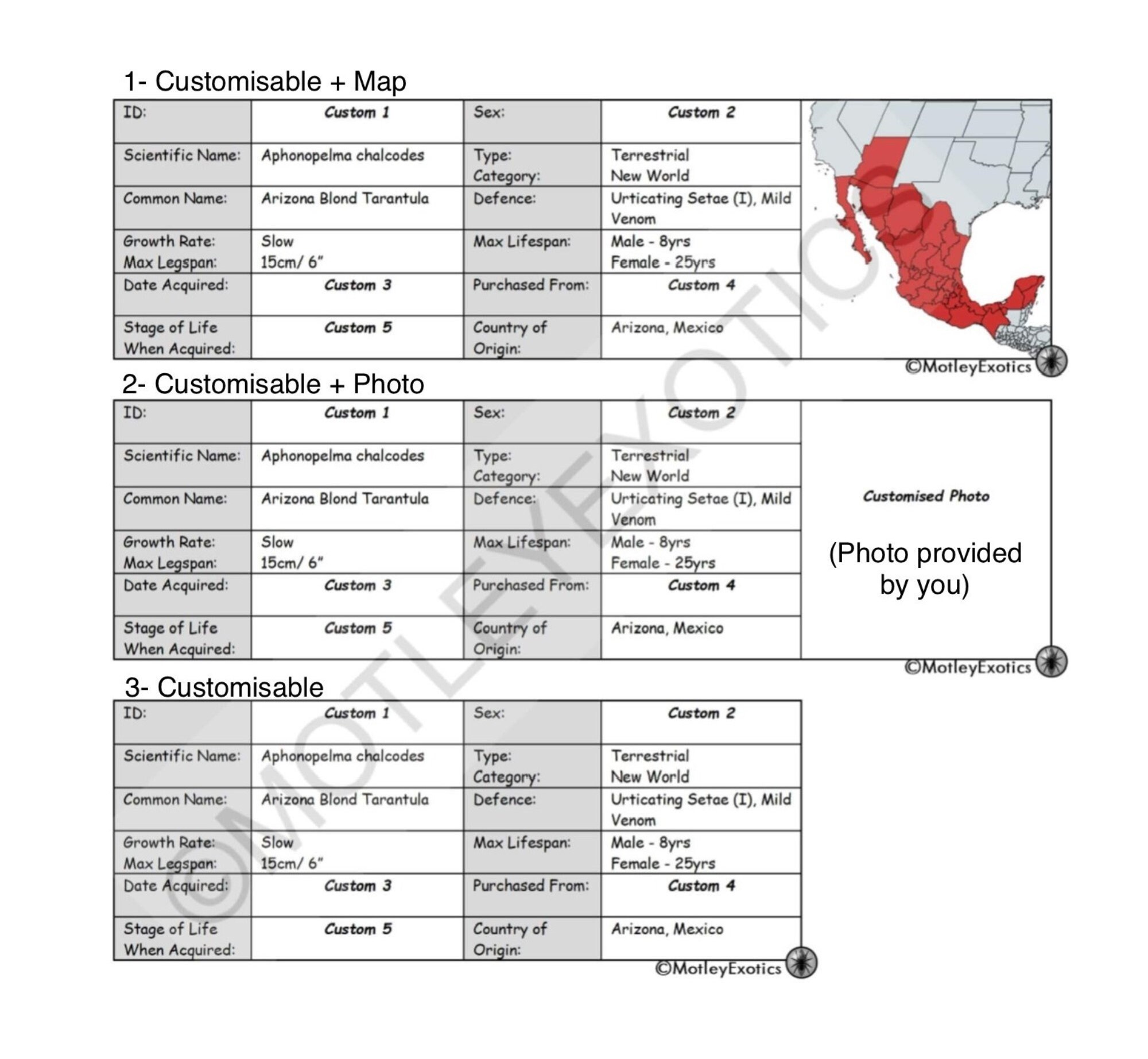 Amazonius germani ex. Pseudoclamoris Gigas (Orange Tree Spider ...