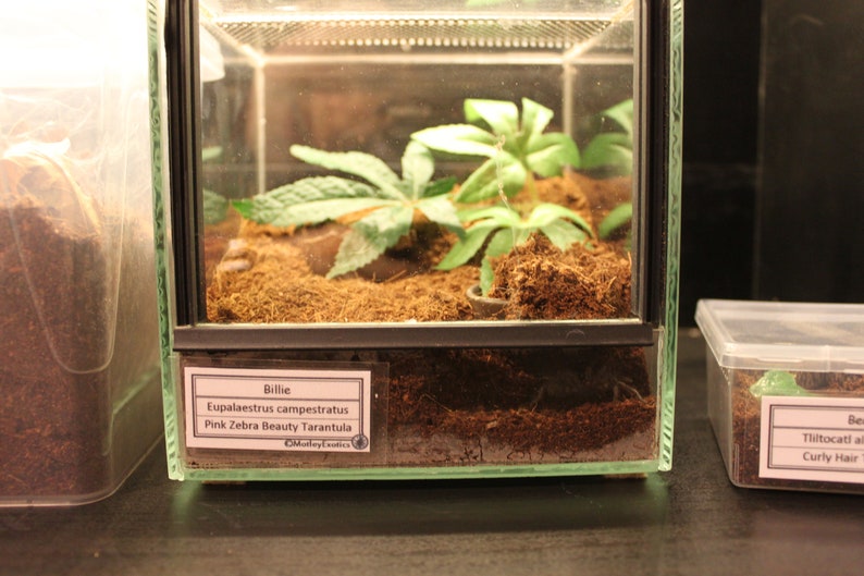 Small Terrarium Label Laminated Enclosure Label Exotic Pet | Etsy UK