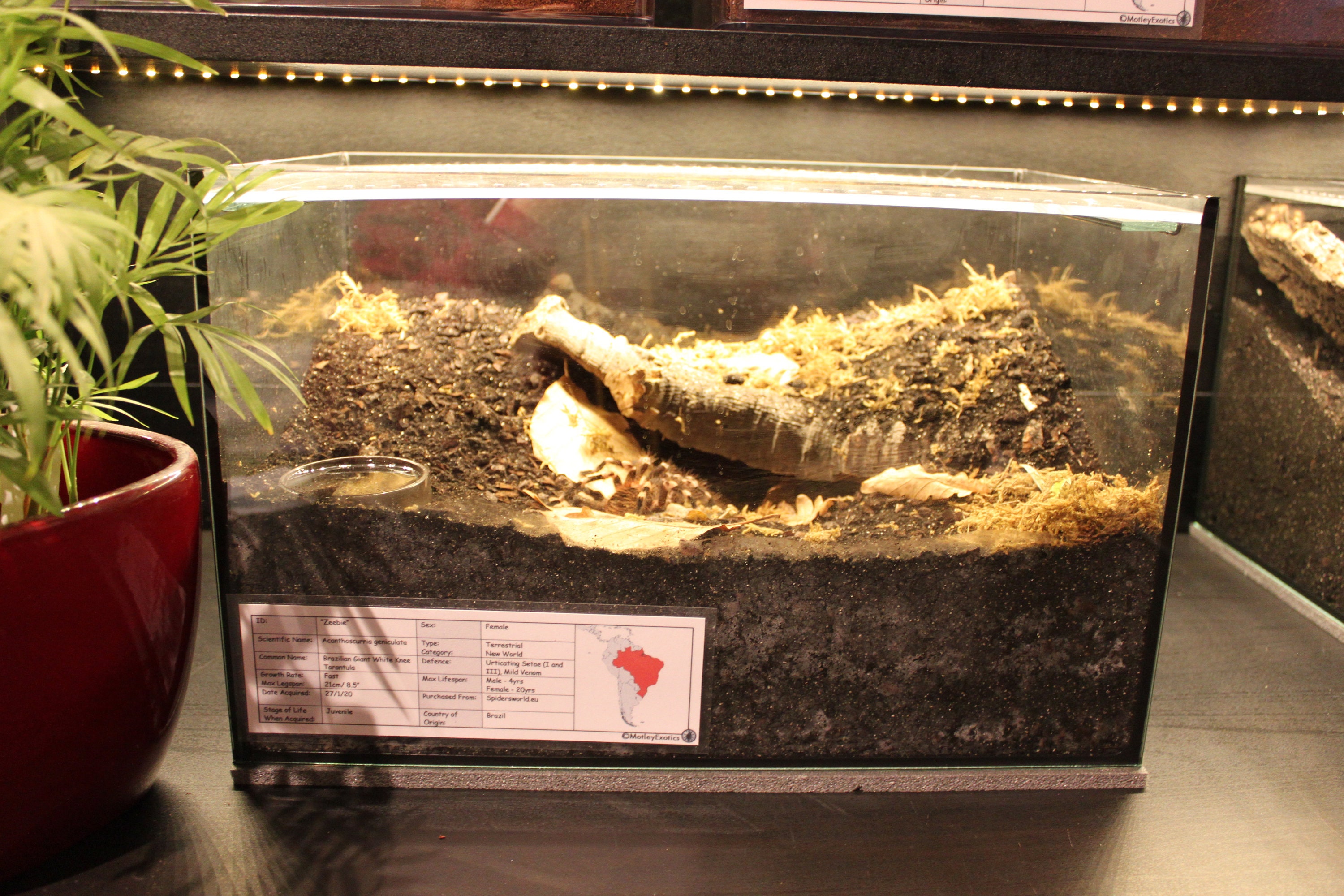 Brazilian Blue Dwarf Beauty Tarantula Laminated Enclosure Label Exotic ...