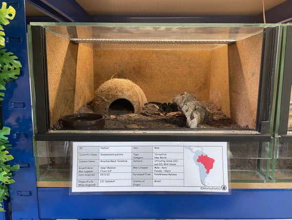 Green Bottle Blue Tarantula Enclosure
