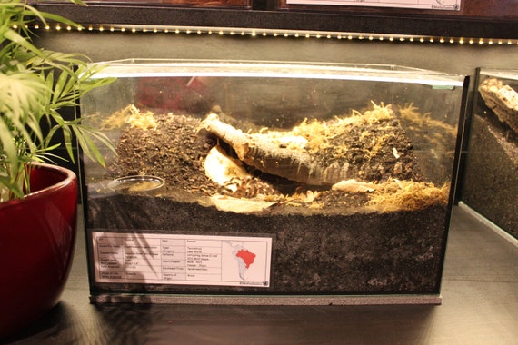 Megaphobema Mesomelas costa Rican Red Leg Tarantula | Etsy