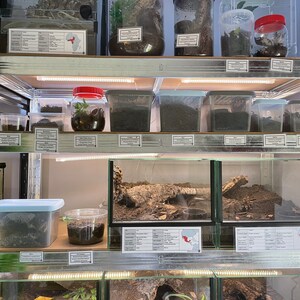 Aphonopelma Seemanni (costa Rican Zebra/ Striped Knee Tarantula ...