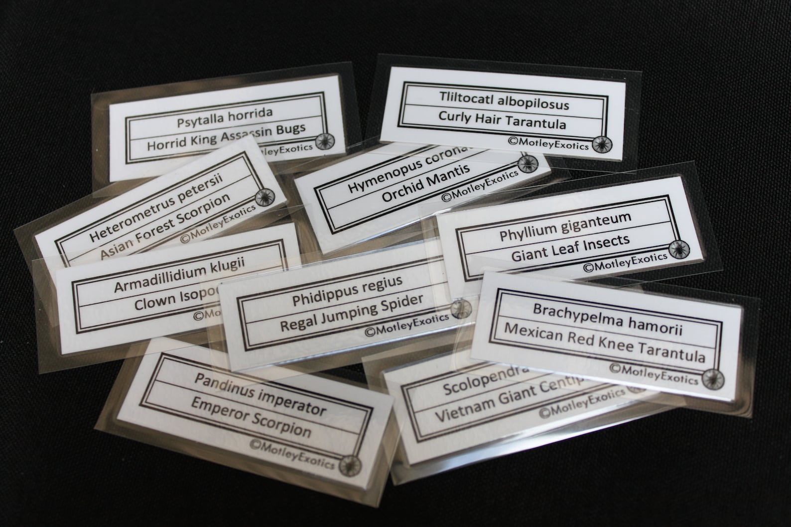 Small Terrarium Label Laminated Enclosure Label Exotic Pet | Etsy UK