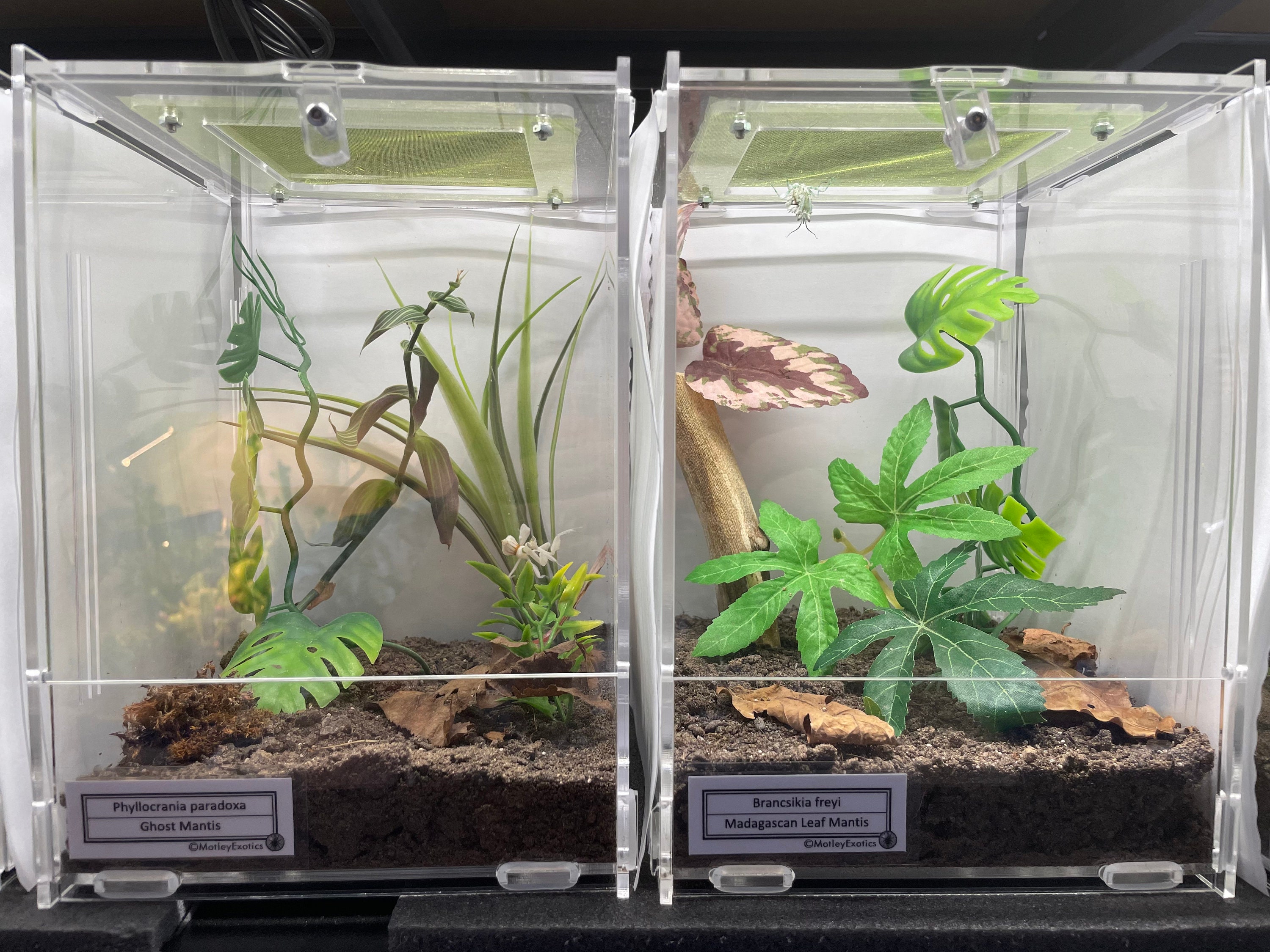 Small Terrarium Label Laminated Enclosure Label Exotic Pet - Etsy UK