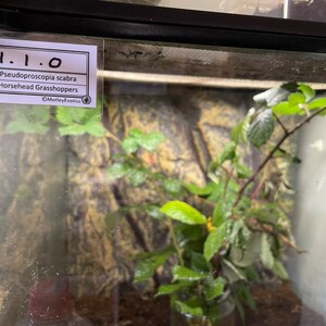 Terrarium Label With Blank Space, Laminated Enclosure Label Exotic Pet ...