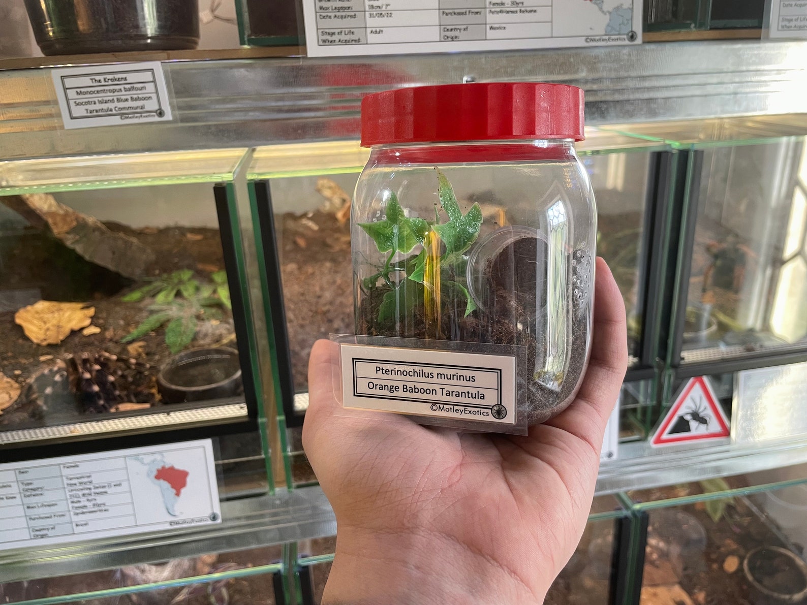 Small Terrarium Label Laminated Enclosure Label Exotic Pet - Etsy UK