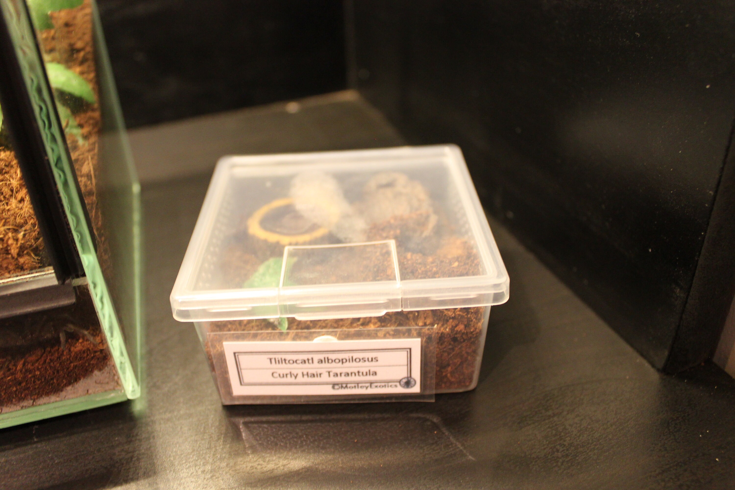 Small Terrarium Label Laminated Enclosure Label Exotic Pet | Etsy UK