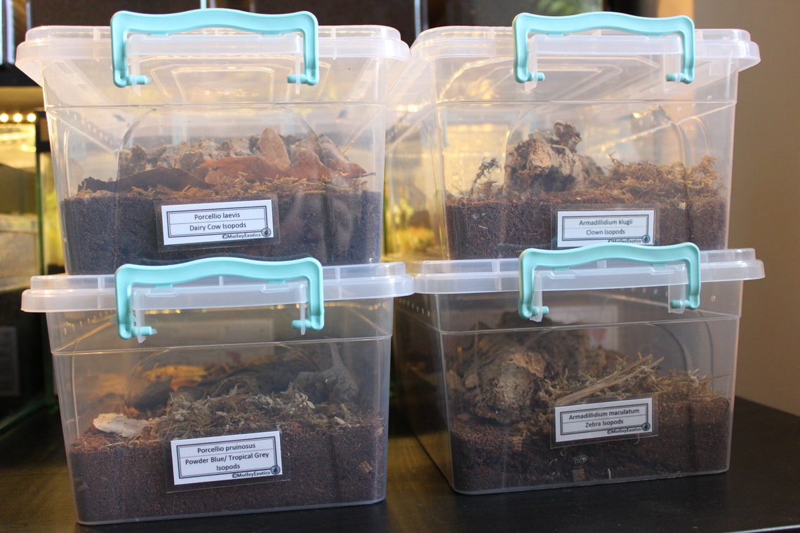 Small Terrarium Label Laminated Enclosure Label Exotic Pet - Etsy