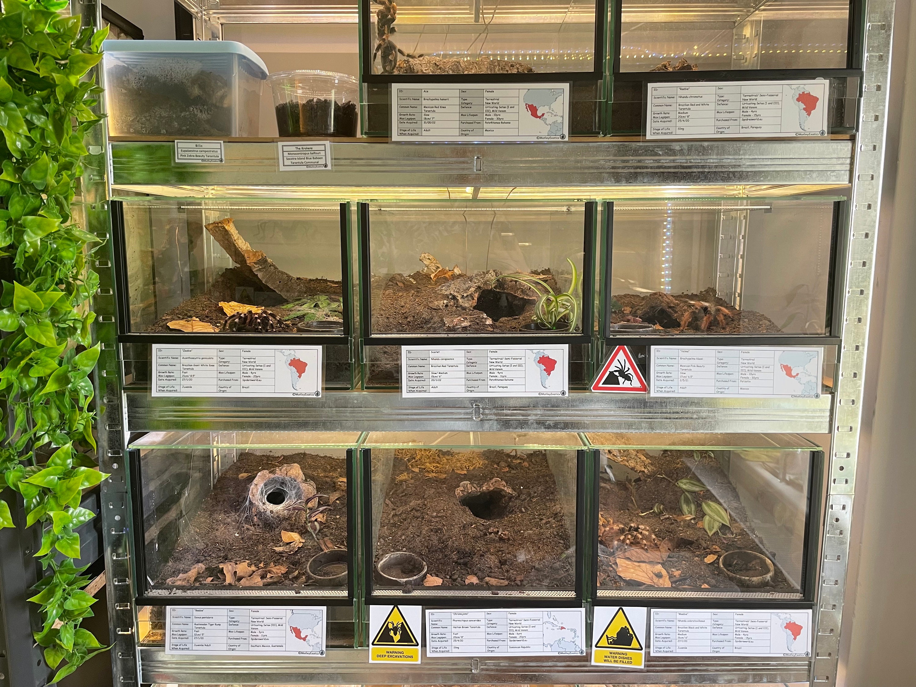 Kochiana Brunnipes (dwarf Pink Leg Tarantula) Laminated Enclosure Label ...