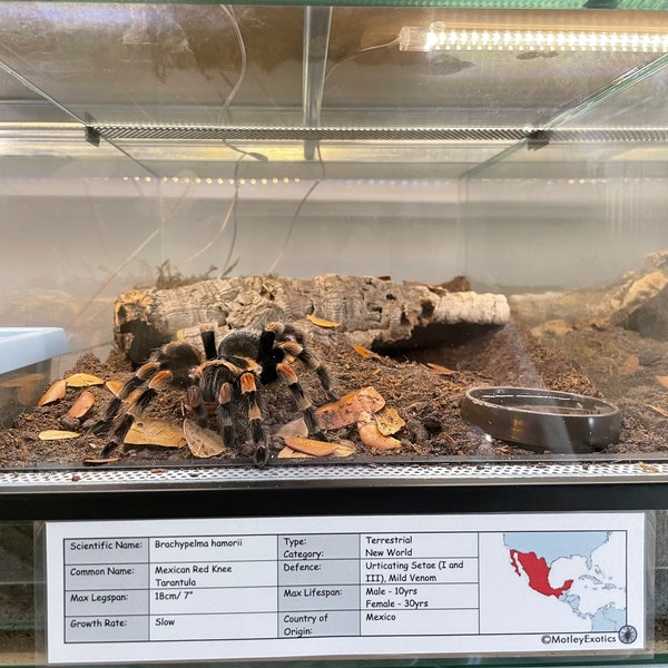 Shop Tarantula Enclosure - Etsy