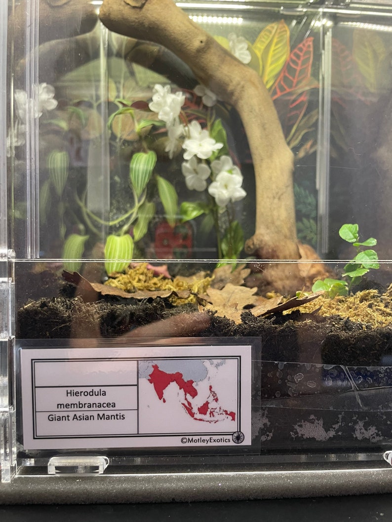 Mantis Vivarium Label With Map Laminated Enclosure Label - Etsy