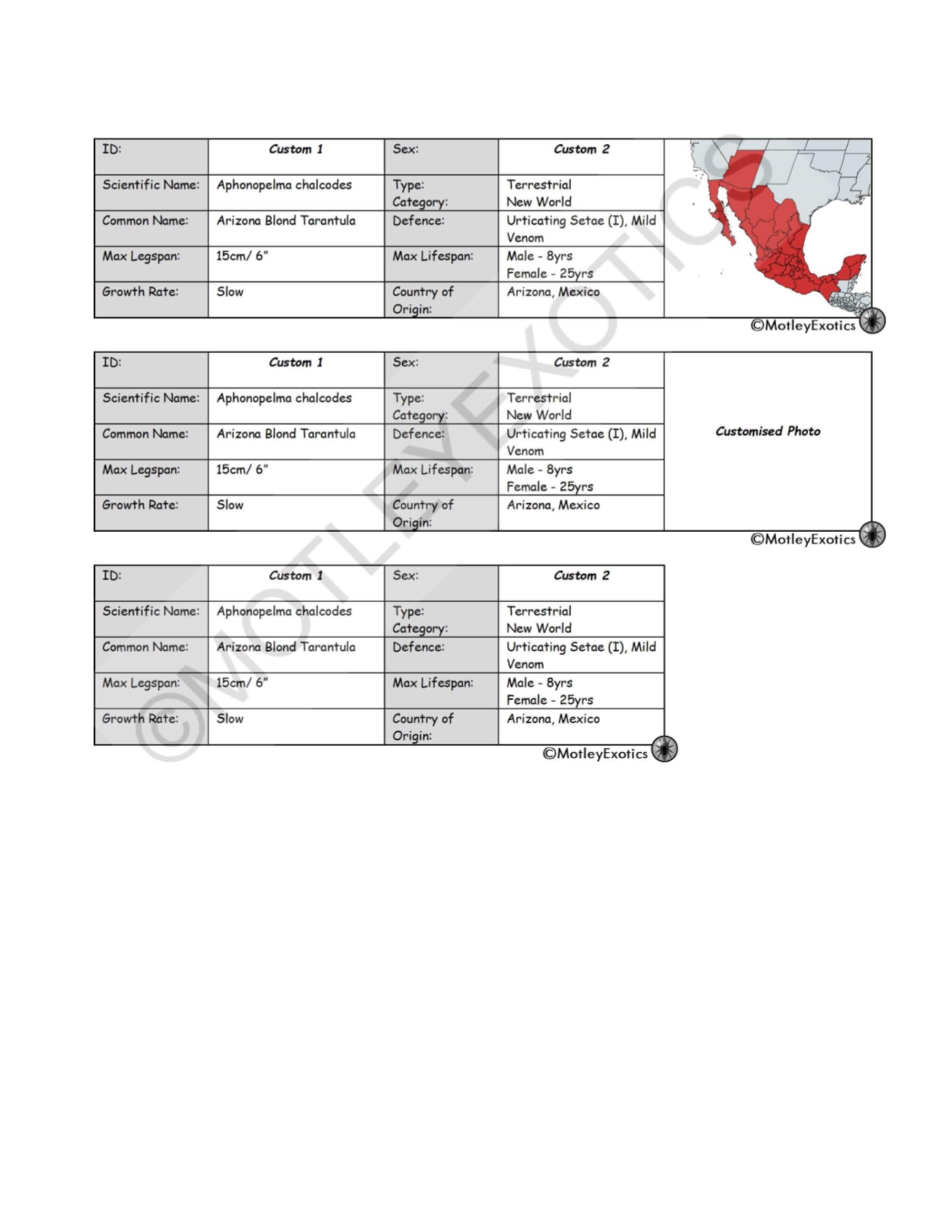 Amazonius germani ex. Pseudoclamoris gigas Orange Tree Spider | Etsy ...
