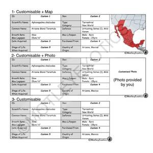 Aphonopelma Seemanni (costa Rican Zebra/ Striped Knee Tarantula ...