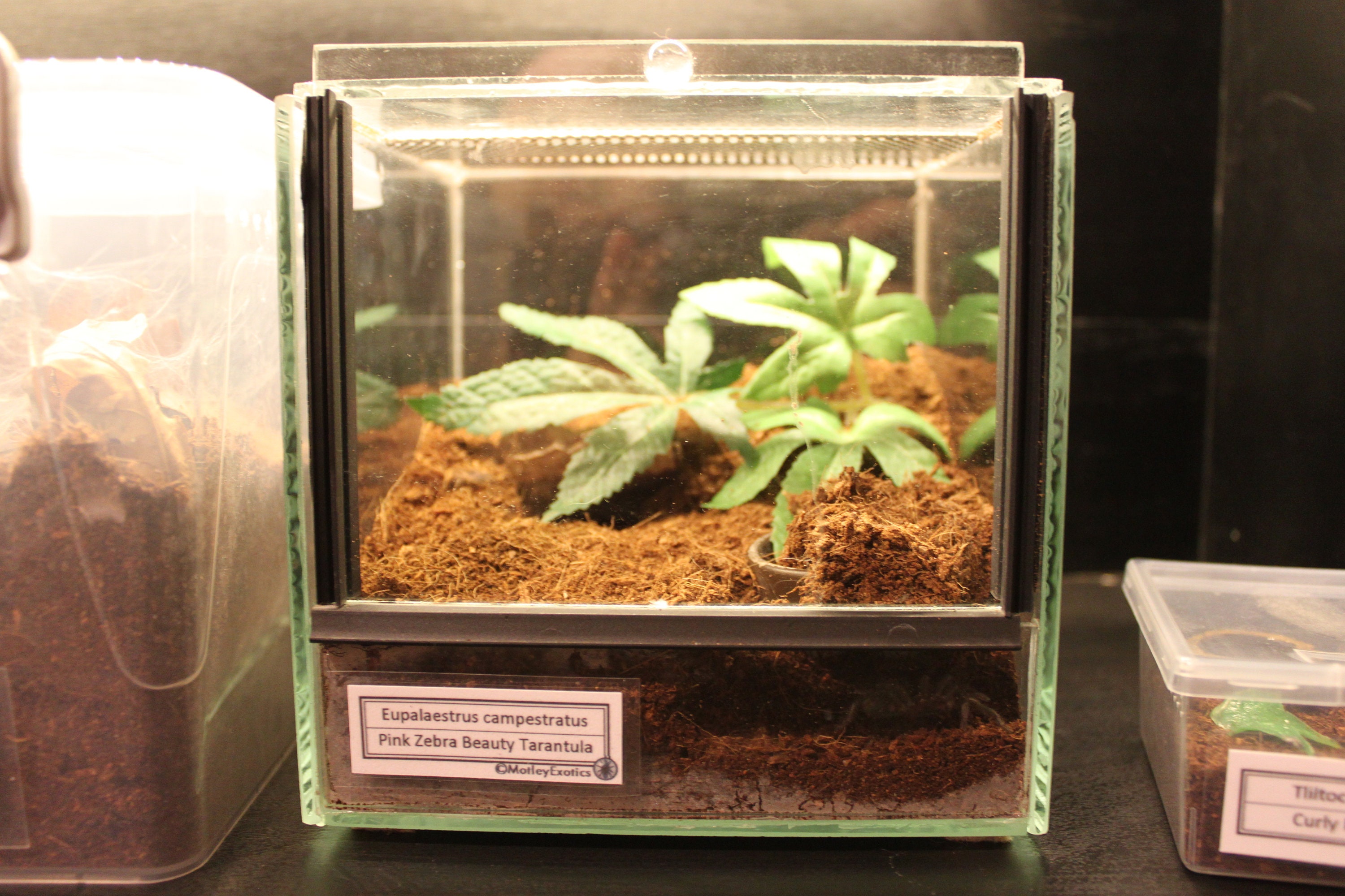 Amazonius germani ex. Pseudoclamoris gigas Orange Tree Spider | Etsy ...