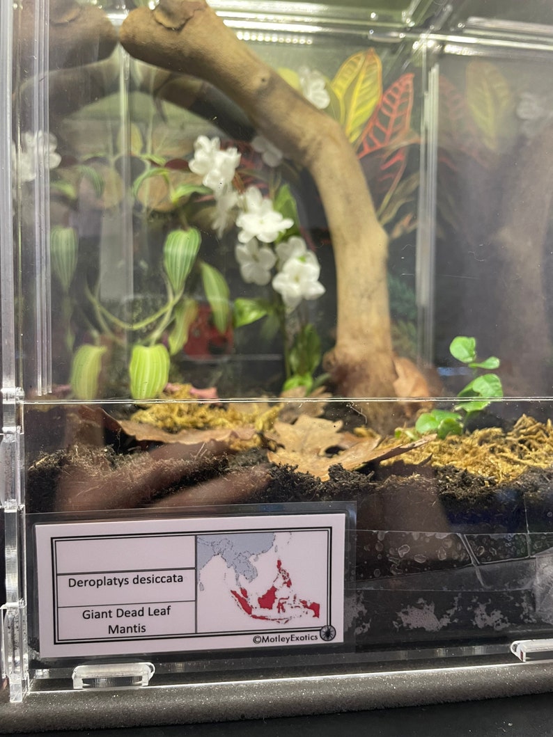 Mantis Vivarium Label With Map Laminated Enclosure Label - Etsy