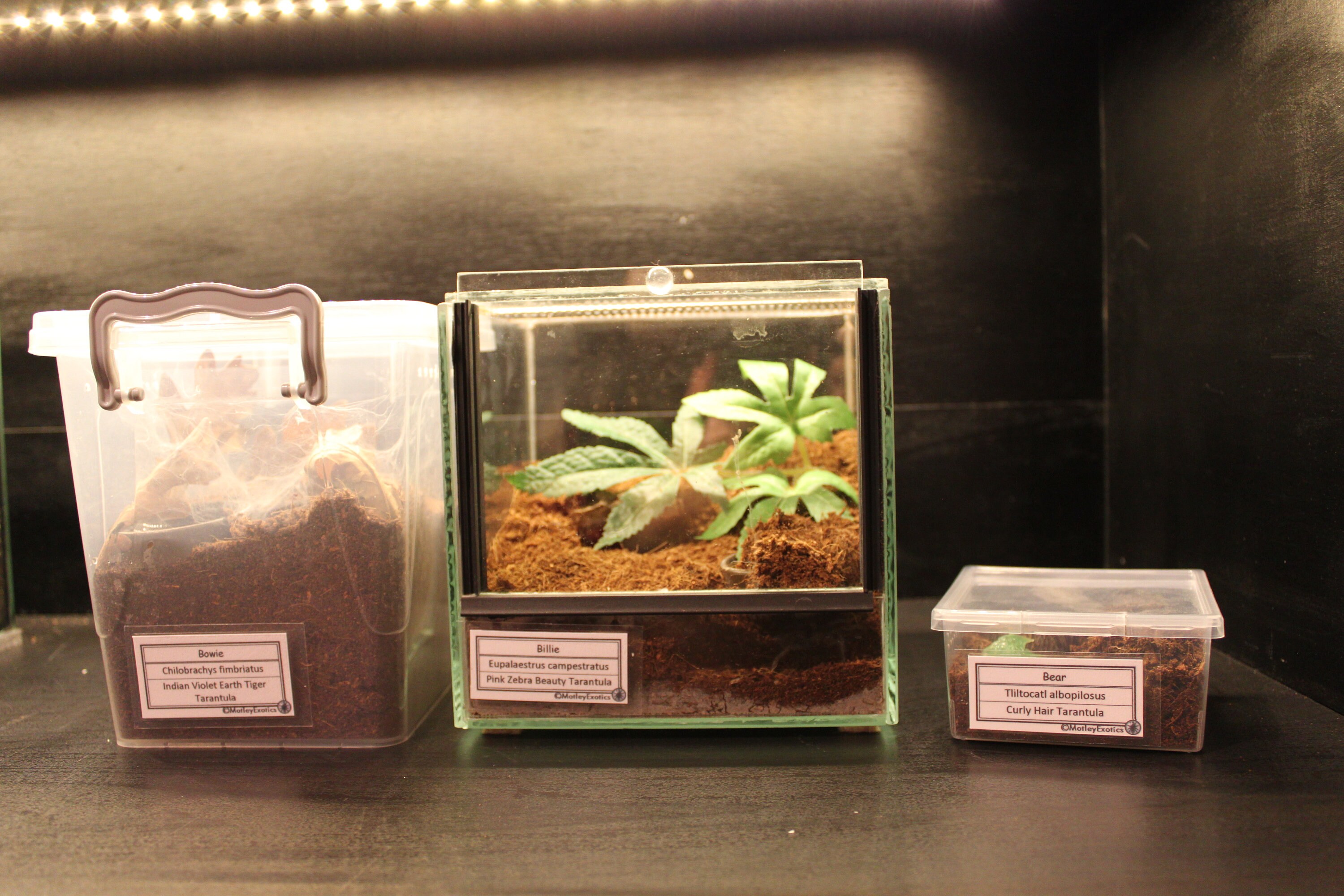 Brazilian Blue Dwarf Beauty Tarantula Laminated Enclosure Label Exotic ...