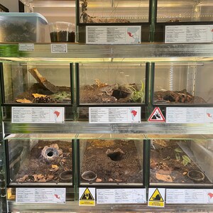 Aphonopelma Seemanni (costa Rican Zebra/ Striped Knee Tarantula ...