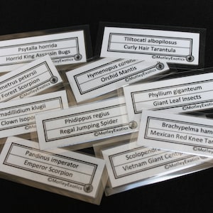 Aphonopelma Seemanni (costa Rican Zebra/ Striped Knee Tarantula ...