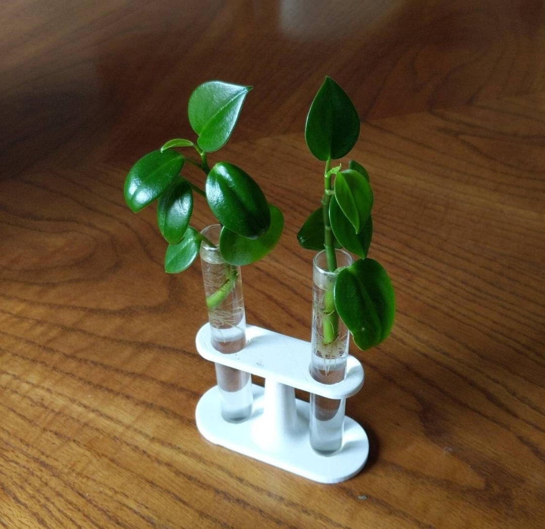 Test-tube Propogation Station - Etsy