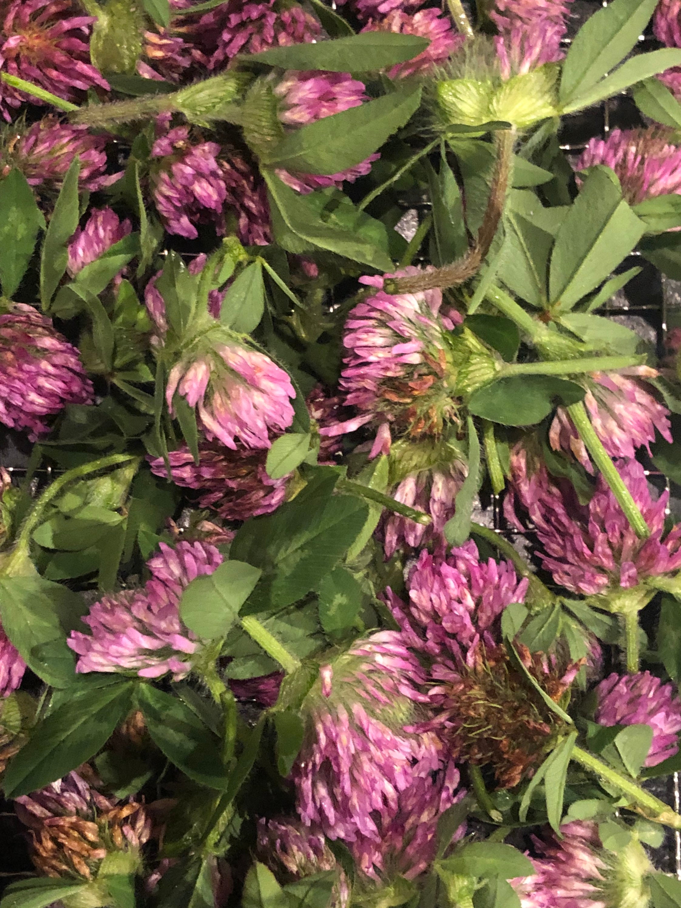 Red Clover Dried Organic - Etsy