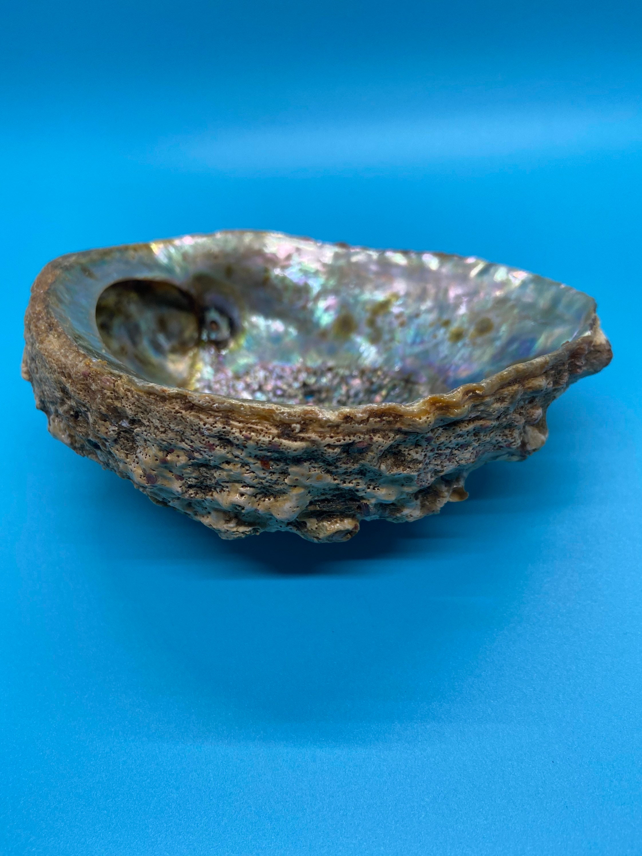 Abalone Shell 45 | Etsy