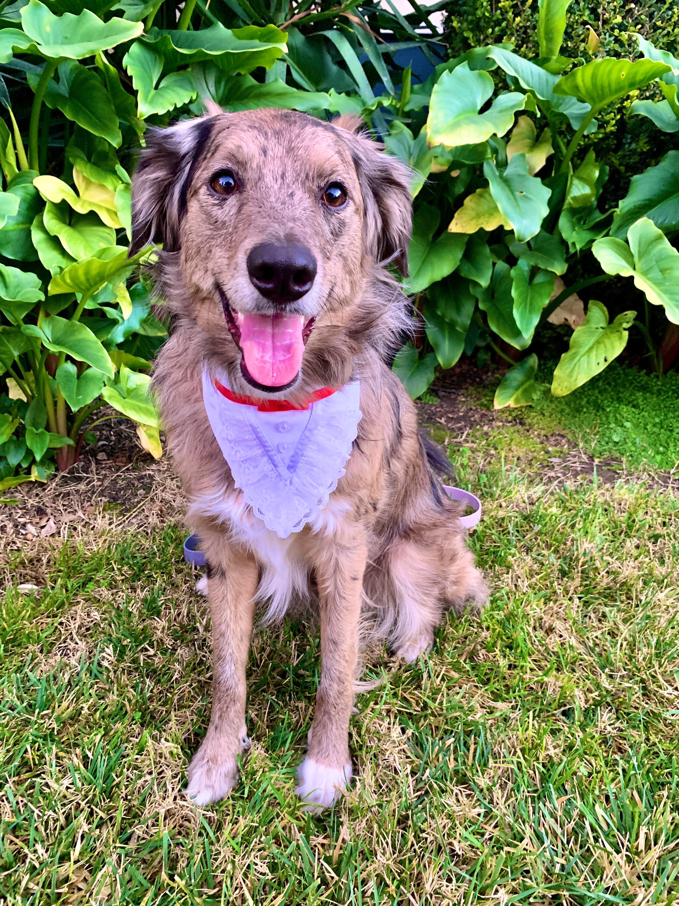 Jolly Holiday Mary and Burt Over the Collar Dog Bandana - Etsy