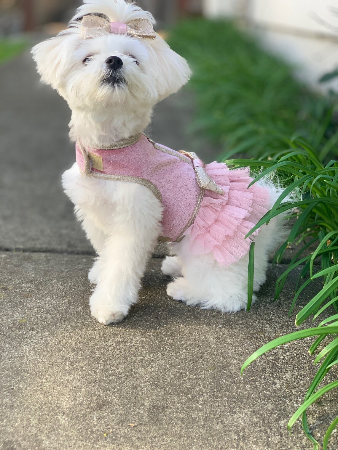 Couture Dusty Rose Glitter and Ruffle Dog Dress with Velcro | Etsy