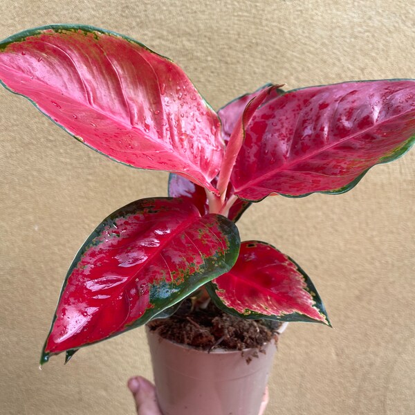 Red Emerald Plant - Etsy