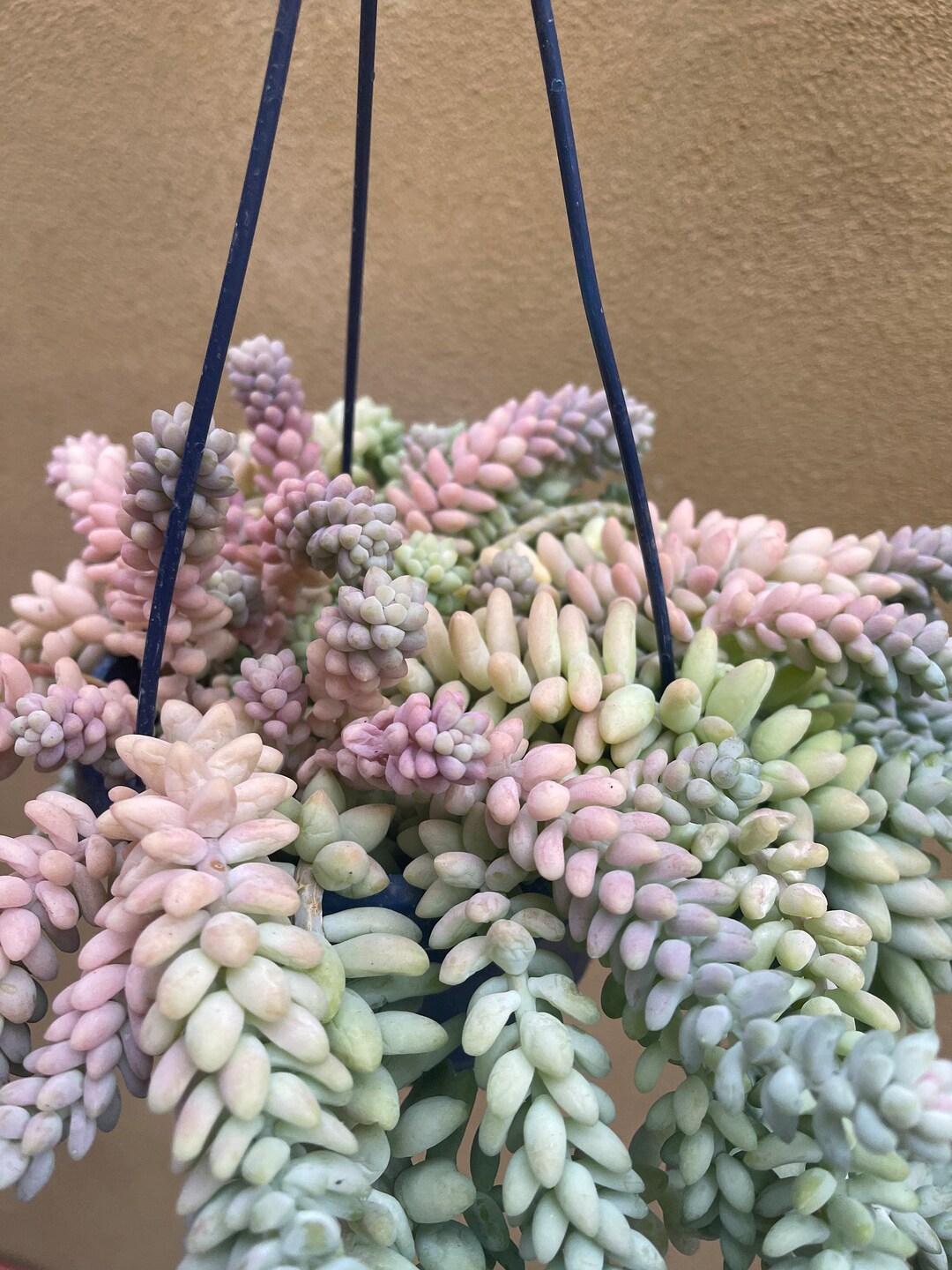 Rare Pink Burro's Tail Plant Photo Download Sedum - Etsy