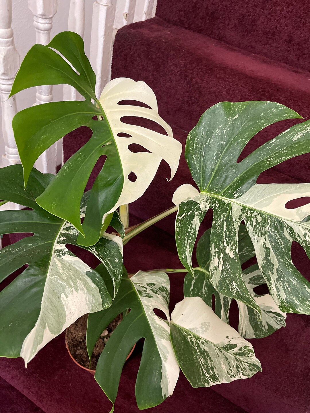 Variegated Monstera White Tiger HD Photo Download Rare Plant Art Decor ...