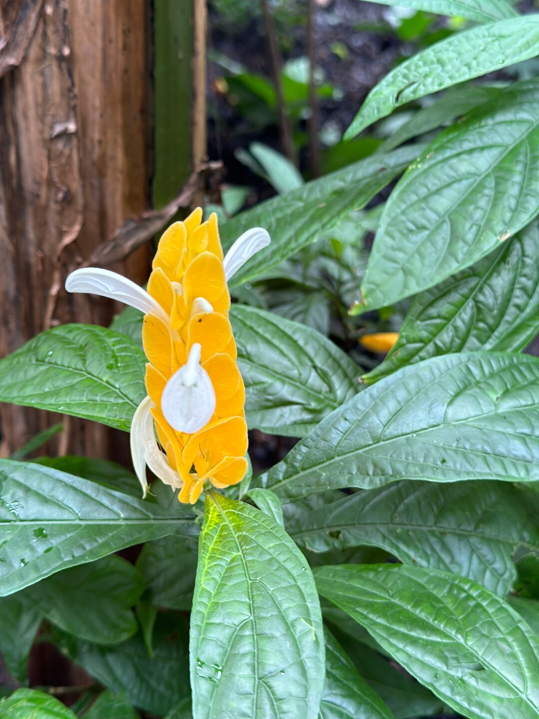 Pachystachys Lutea Plant HD Photo Download Summer Blooming - Etsy