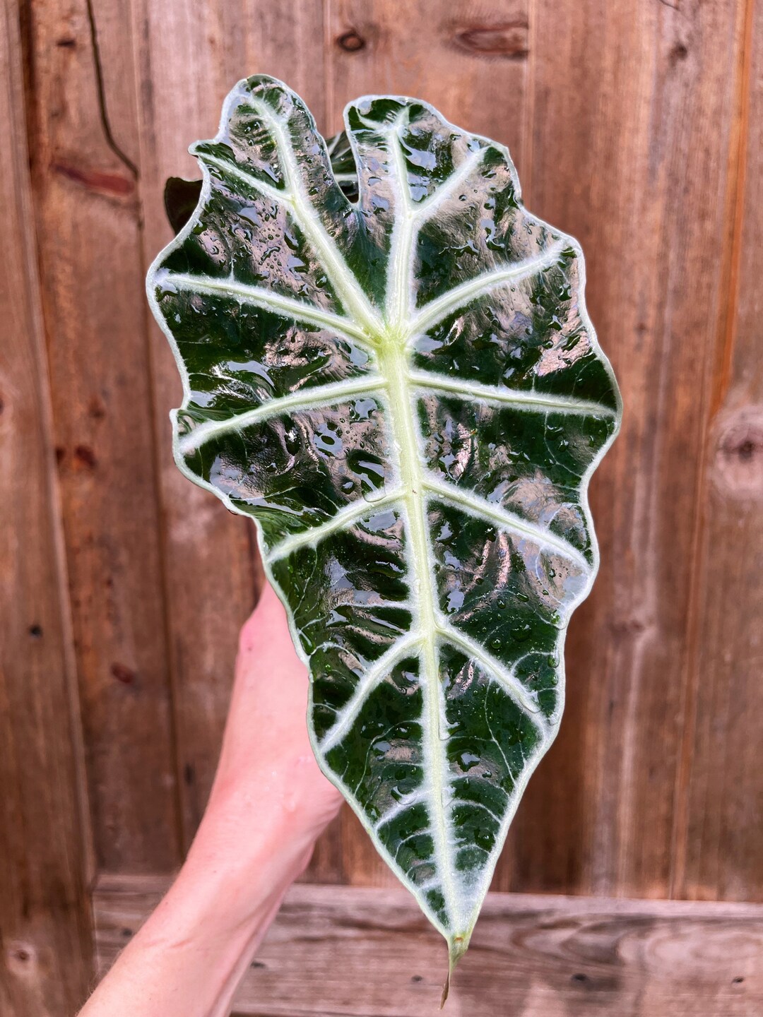 Alocasia Polly-4 Inch Pot - Etsy