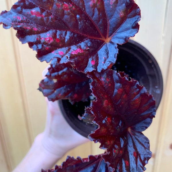Ruby Begonia - Etsy