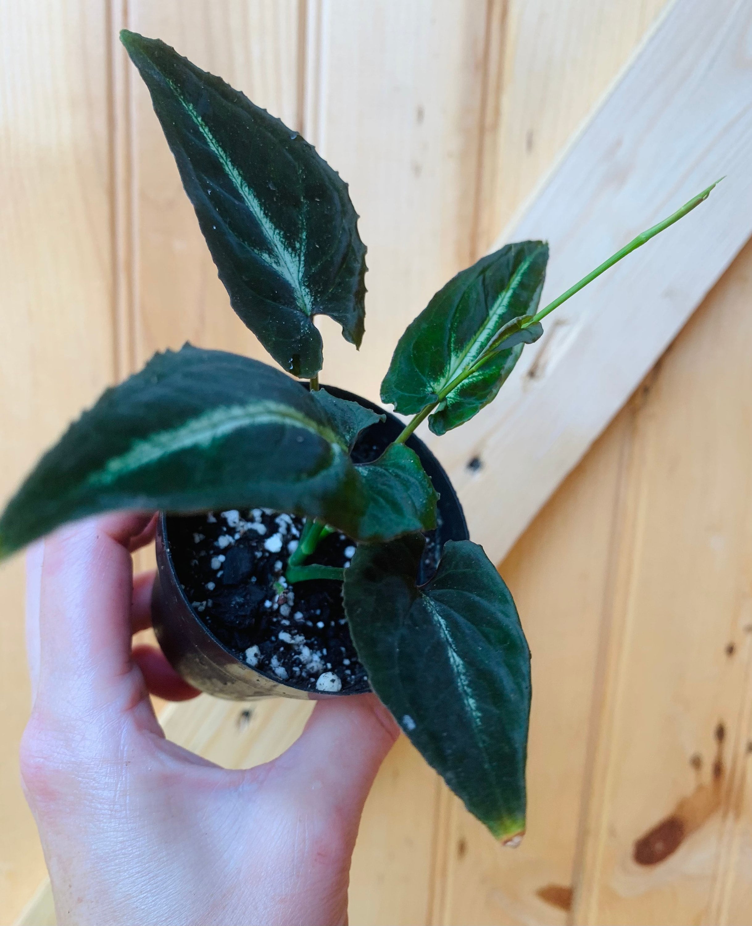 Rare Syngonium Rayii Plant-4 Inch Pot - Etsy