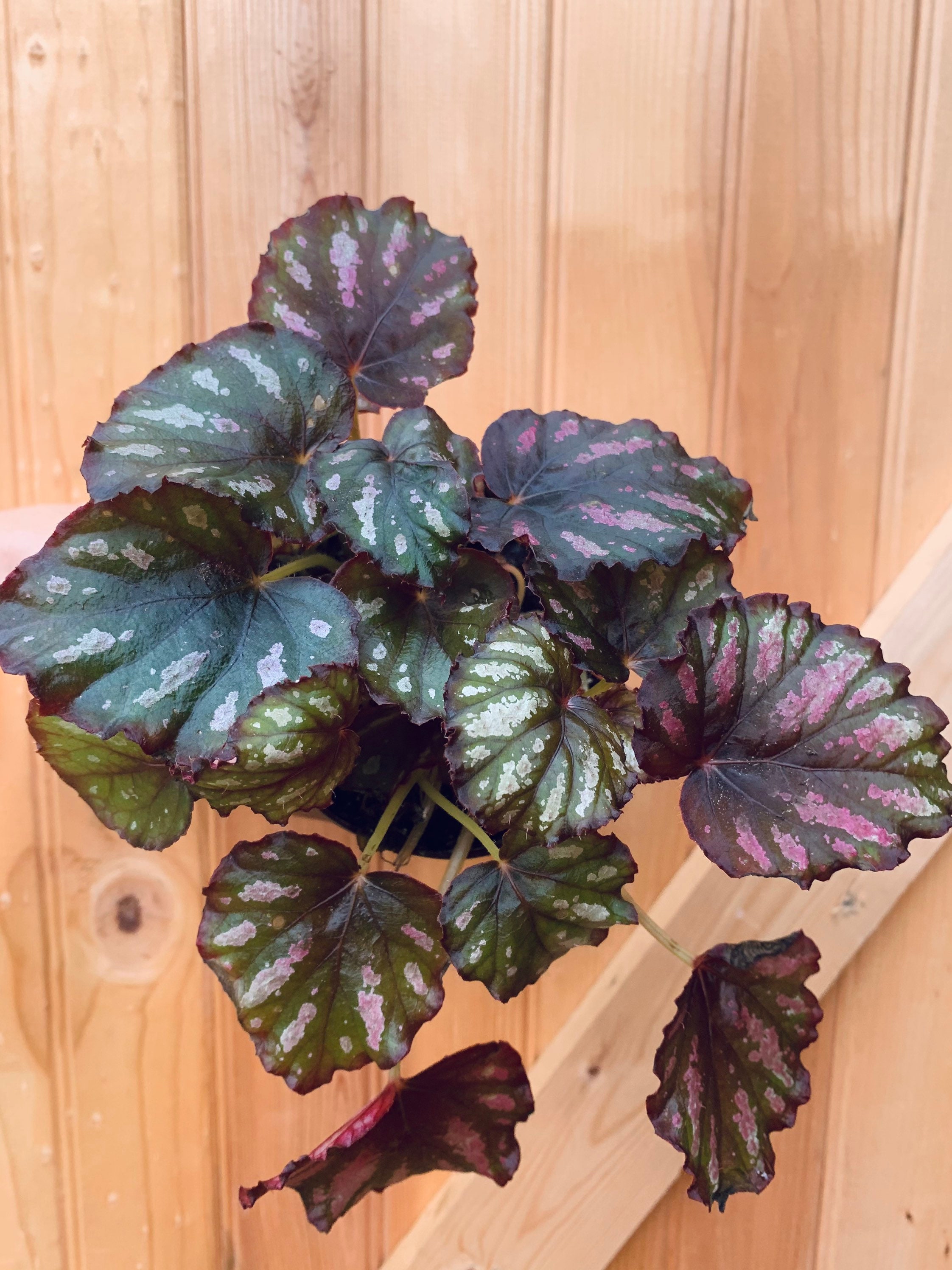 Multi colored Begonia Rex plant-Unidentified-3 inch pot | Etsy