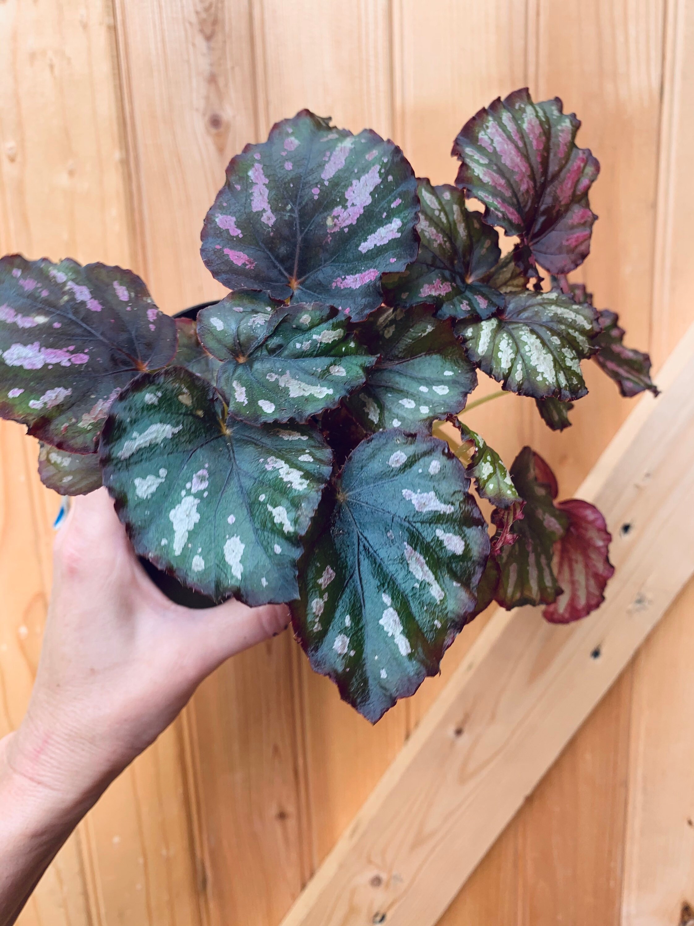 Multi colored Begonia Rex plant-Unidentified-3 inch pot | Etsy