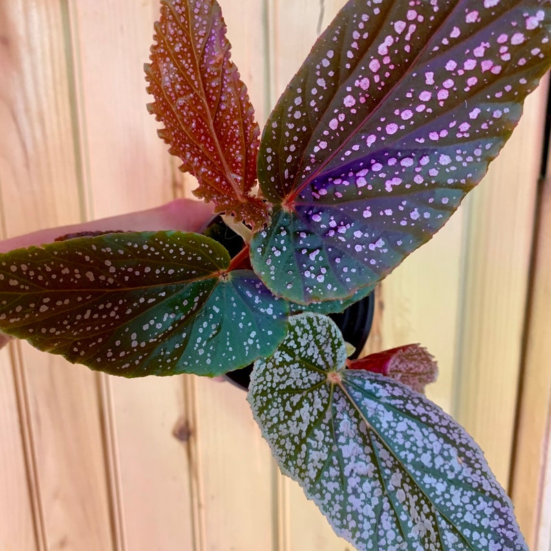Butterfly Wing Plant - Etsy