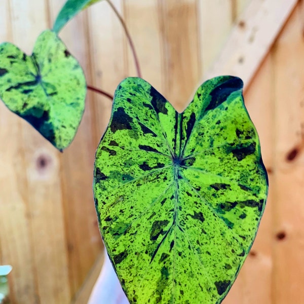 Colocasia Mojito - Etsy