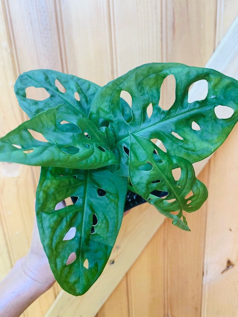 Monstera Adasoni Plant | Etsy