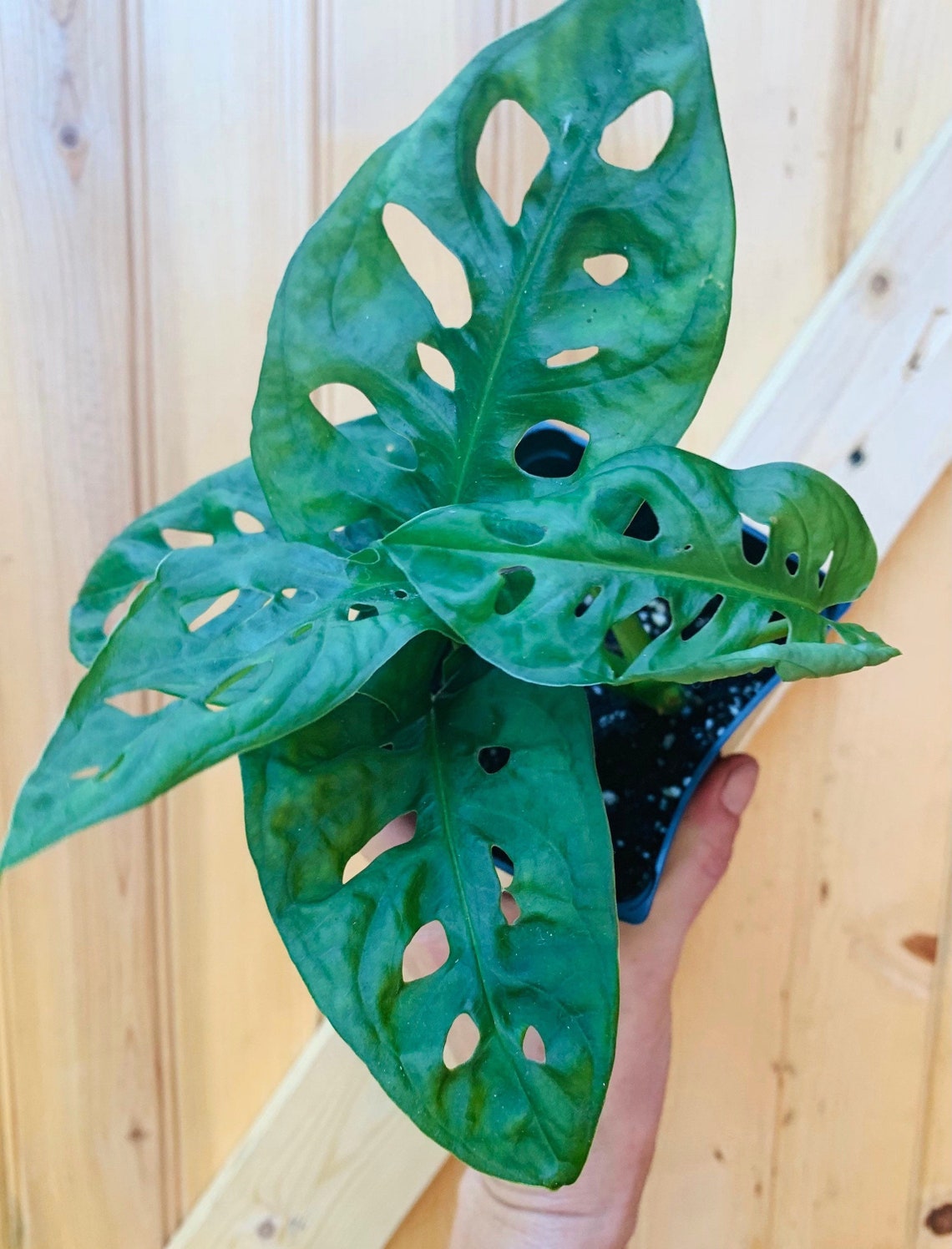 Monstera Adasoni Plant | Etsy