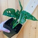 Monstera Adasoni Plant - Etsy