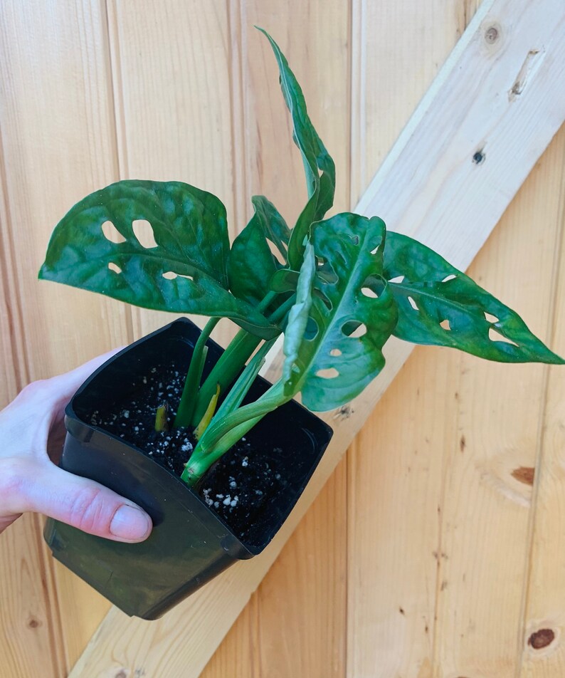 Monstera Adasoni Plant | Etsy