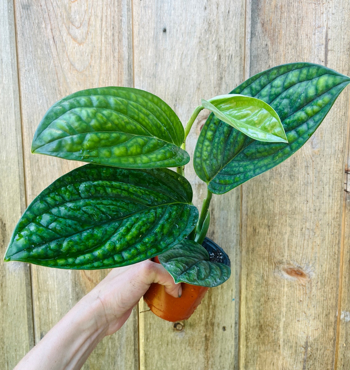 Monstera Peru Plant-4 Inch Pot - Etsy