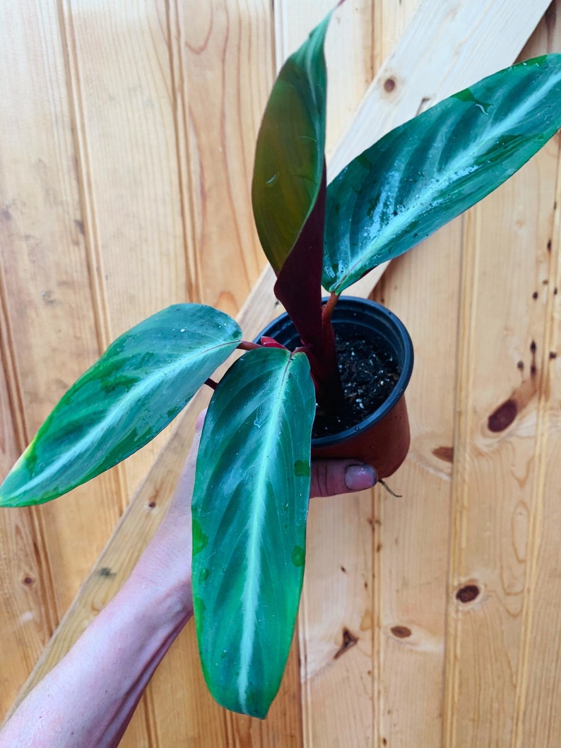 Stromanthe a Sanguine/magic Star Plant-3 Inch Pot - Etsy