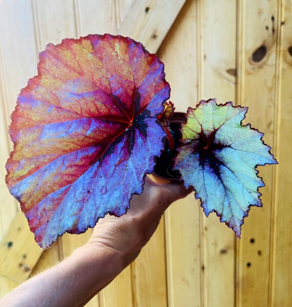 Rex Begonia ruby Slippers Plant-3 Inch - Etsy